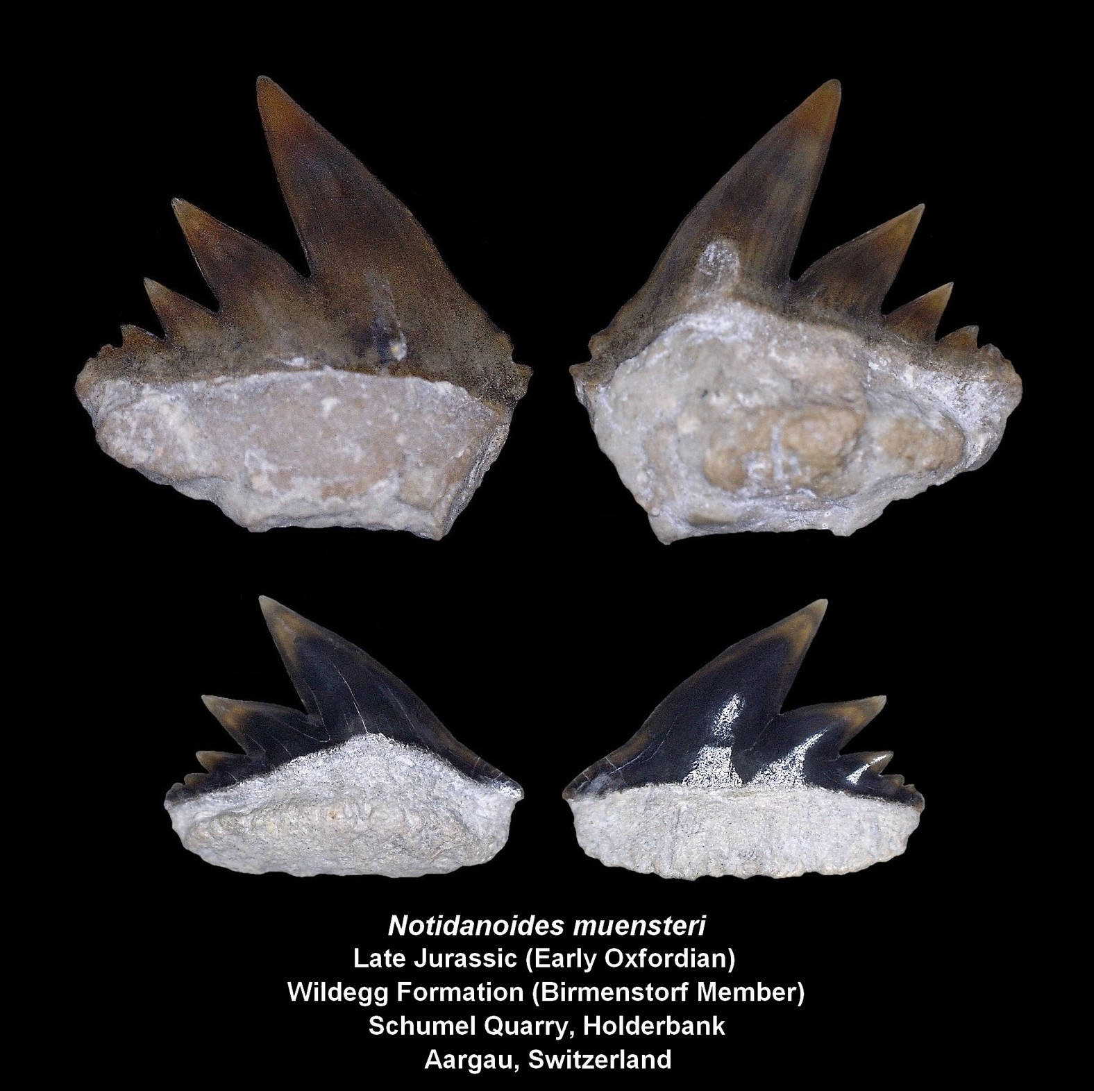 Notidanoides muensteri | Shark-References