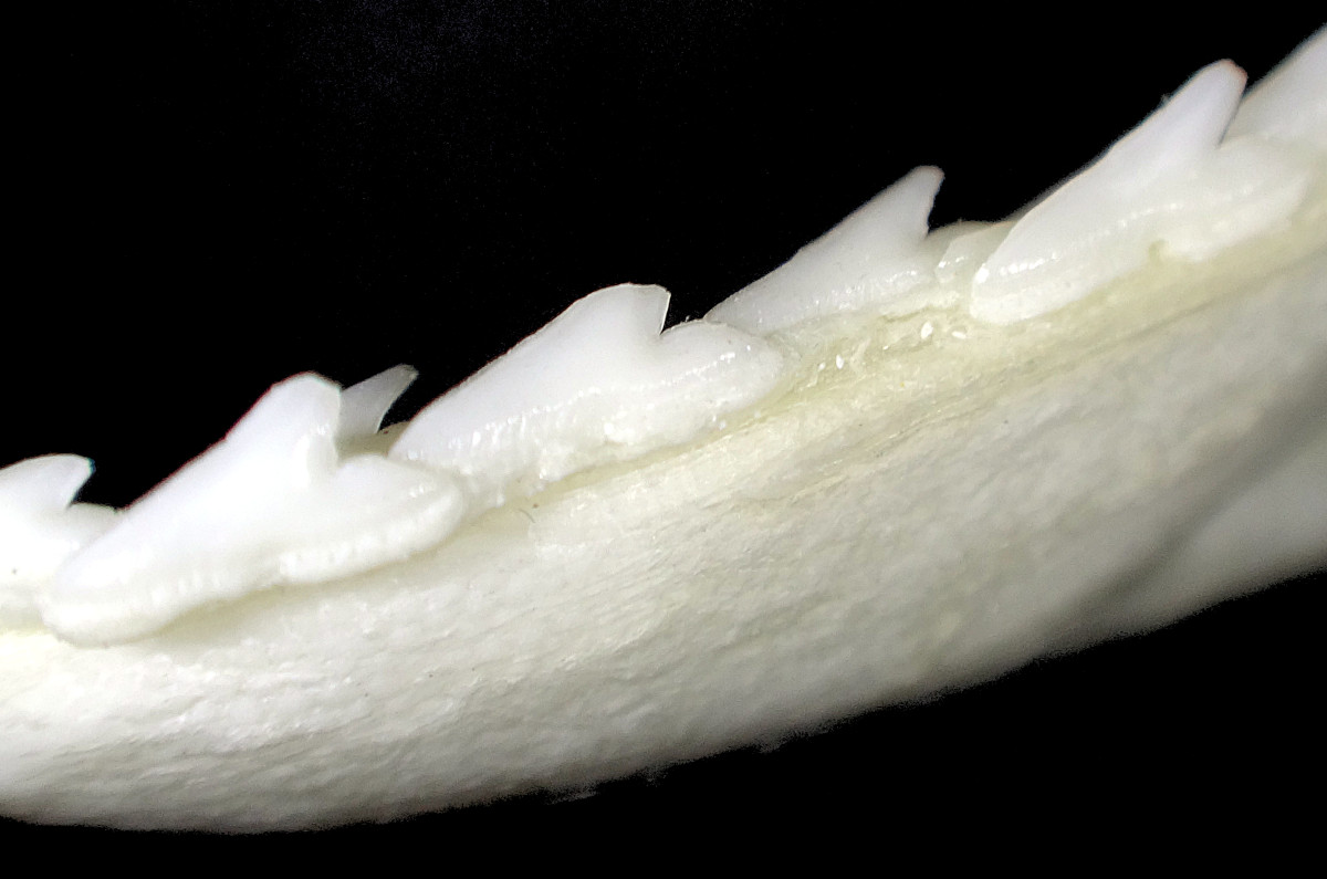 Eusphyra blochii | Shark-References