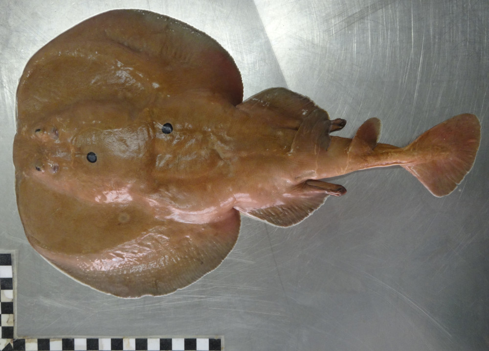 Torpedo torpedo | Shark-References