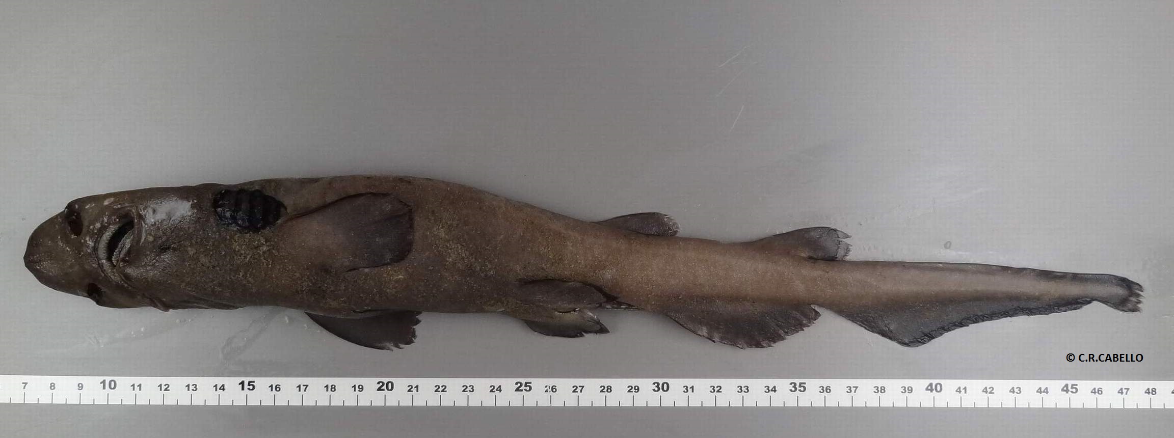 Apristurus aphyodes | Shark-References