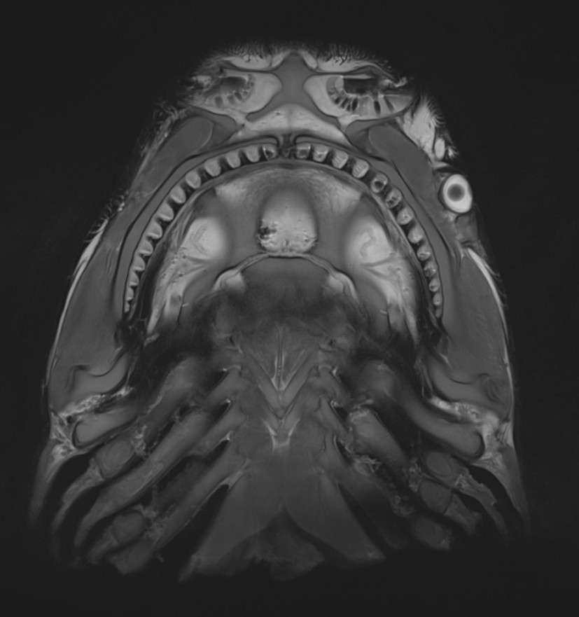 Carcharhinus leucas | Shark-References