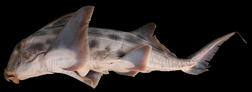 Callorhinchus callorynchus | Shark-References
