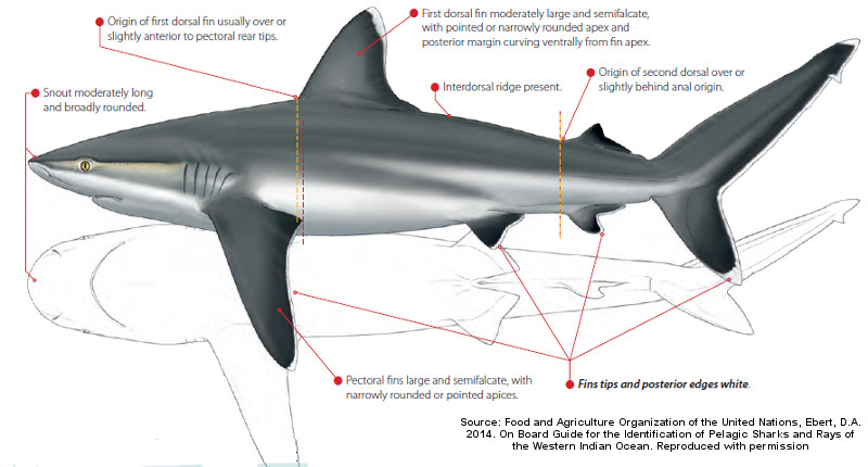 Carcharhinus albimarginatus | Shark-References