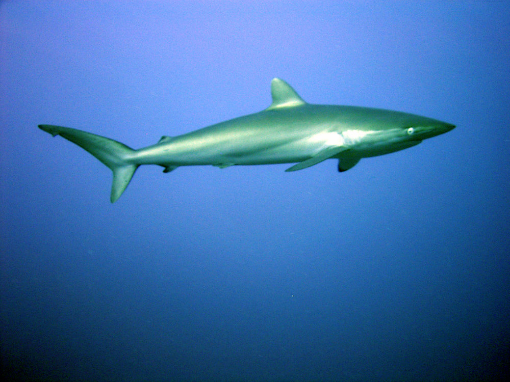 Carcharhinus falciformis | Shark-References