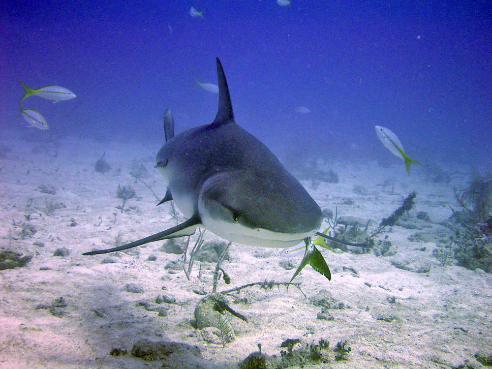 Carcharhinus perezii | Shark-References