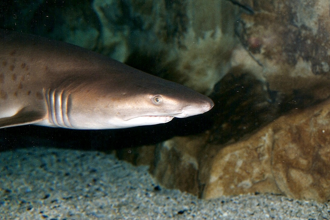 Carcharias taurus | Shark-References