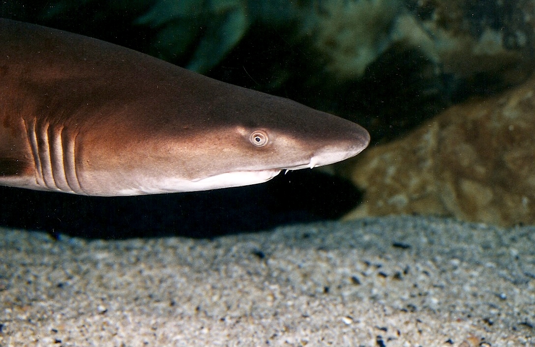 Carcharias taurus | Shark-References