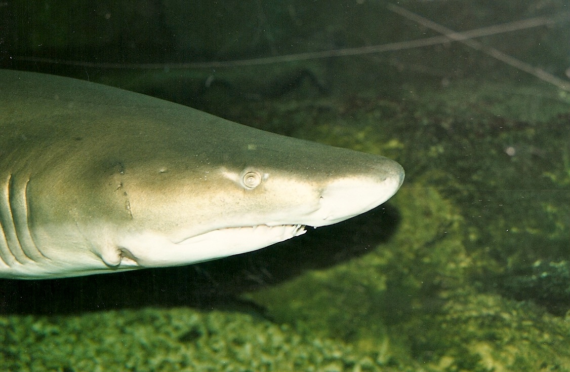 Carcharias taurus | Shark-References