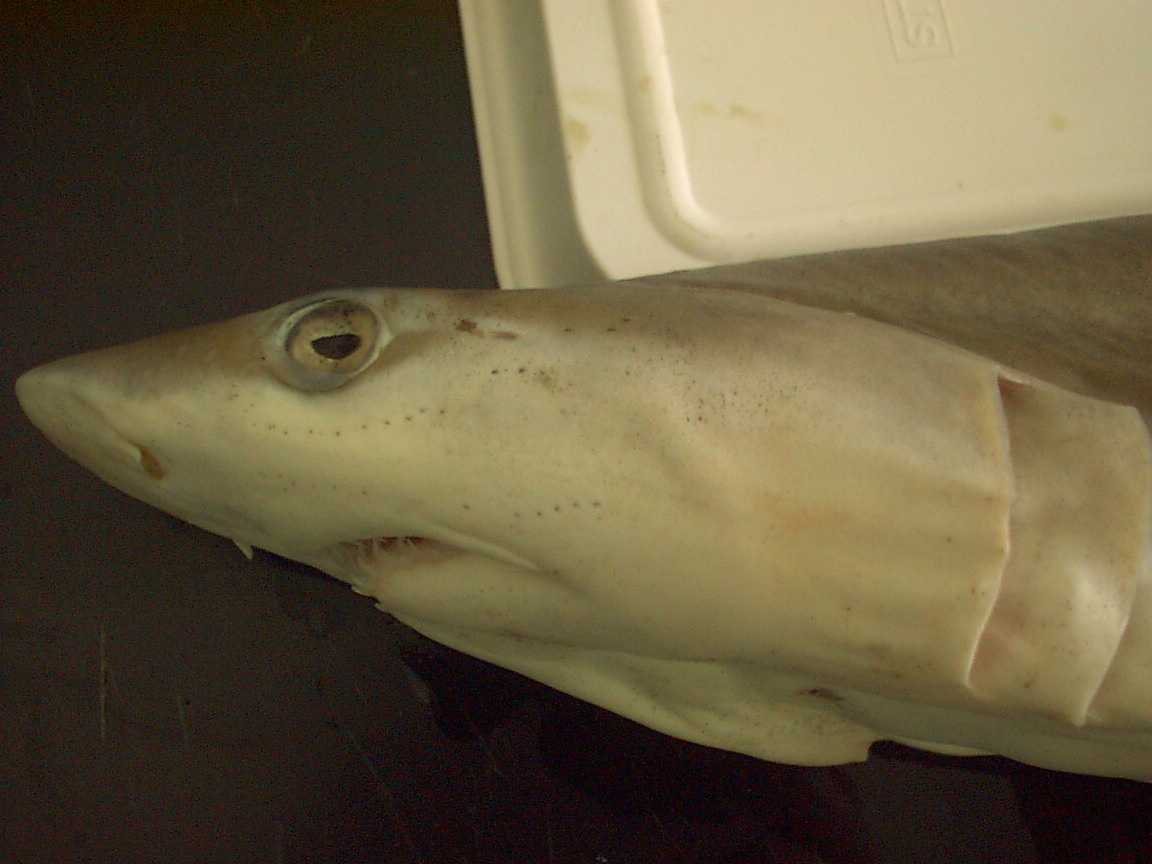 Chaenogaleus macrostoma | Shark-References