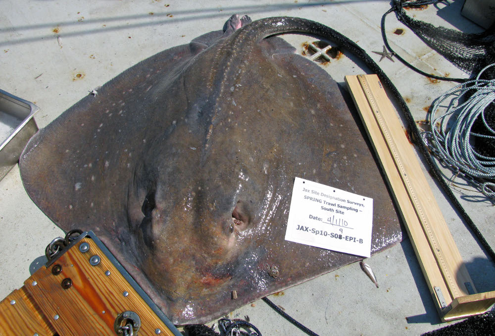 Bathytoshia centroura | Shark-References