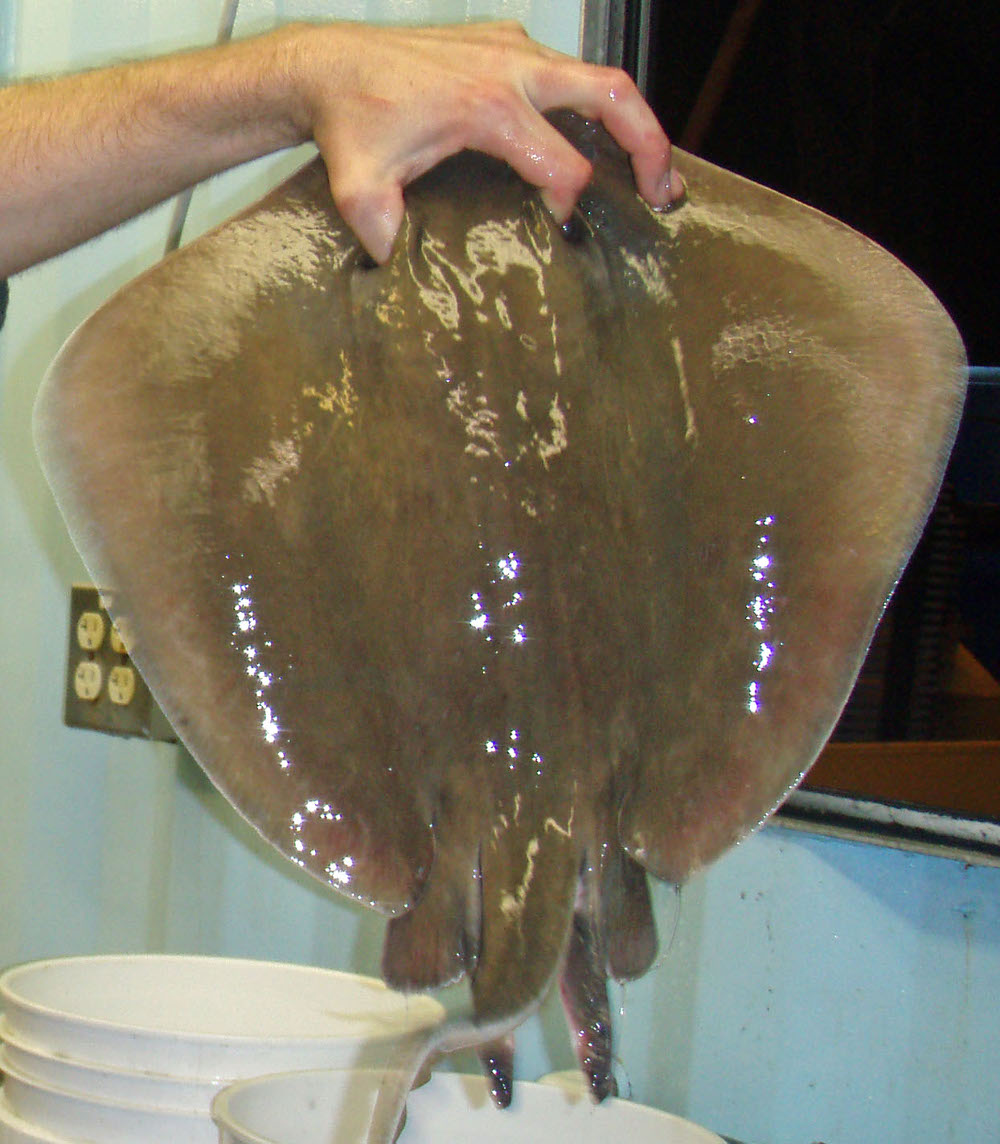 Hypanus say | Shark-References