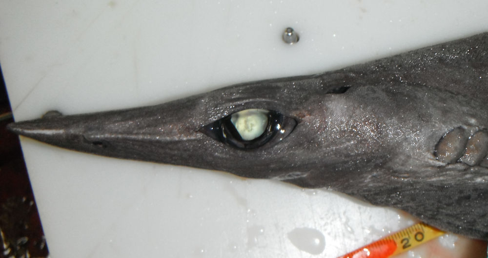 Deania calcea | Shark-References