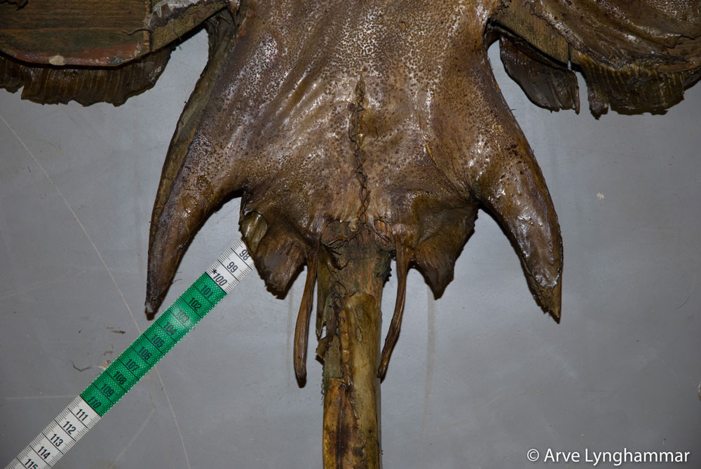 Dipturus nidarosiensis | Shark-References