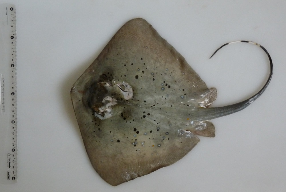 Neotrygon trigonoides | Shark-References