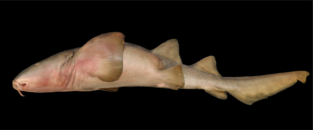 Ginglymostoma unami | Shark-References