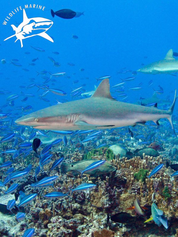 Carcharhinus amblyrhynchos | Shark-References