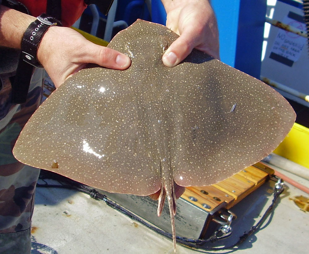 Gymnura micrura | Shark-References