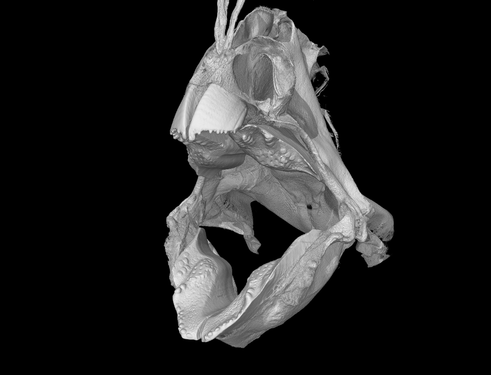 Harriotta raleighana | Shark-References