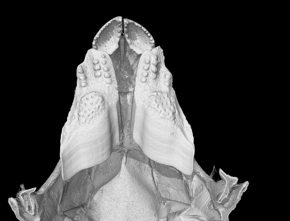 Harriotta raleighana | Shark-References