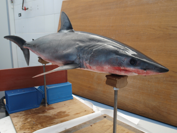Isurus oxyrinchus | Shark-References