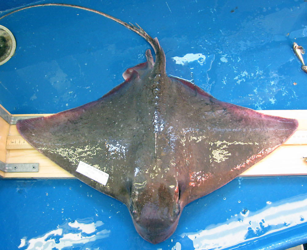 Myliobatis freminvillei | Shark-References
