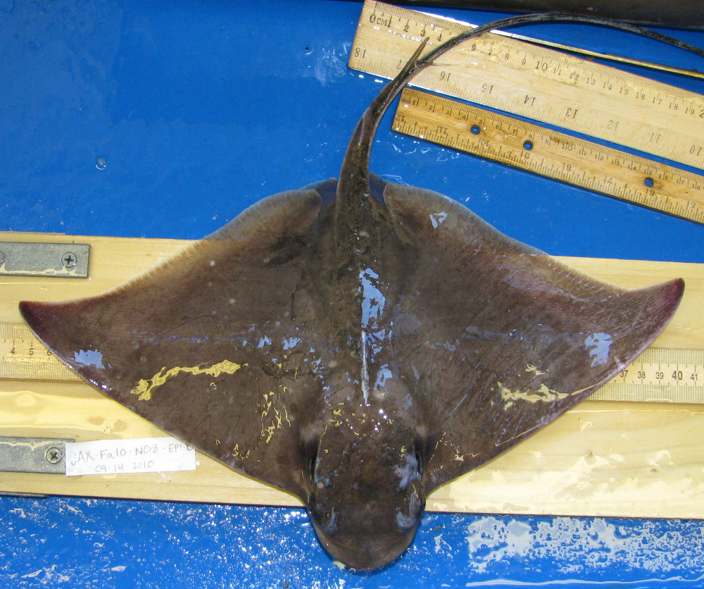 Myliobatis goodei | Shark-References