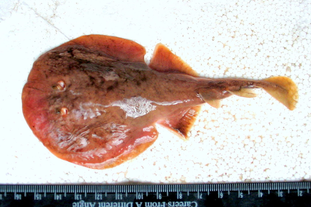 Narcine timlei | Shark-References