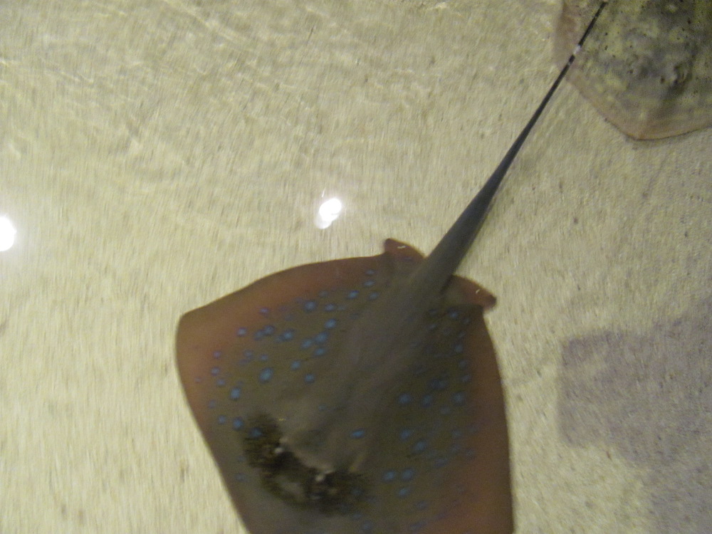 Neotrygon kuhlii | Shark-References