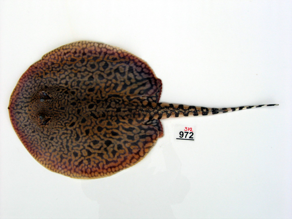 Potamotrygon tigrina | Shark-References