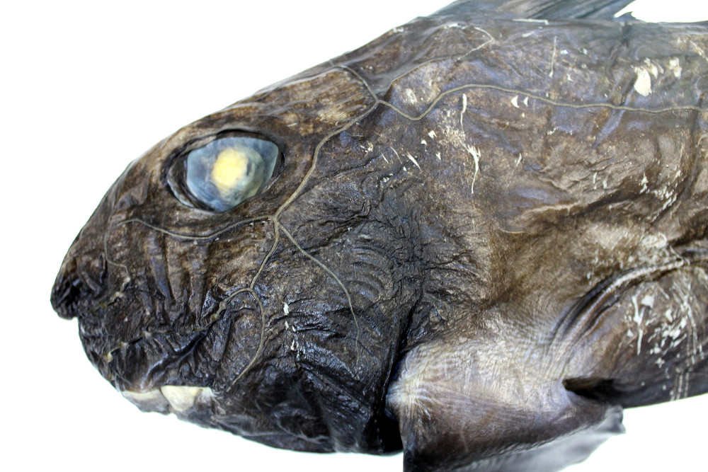 Chimaera orientalis | Shark-References