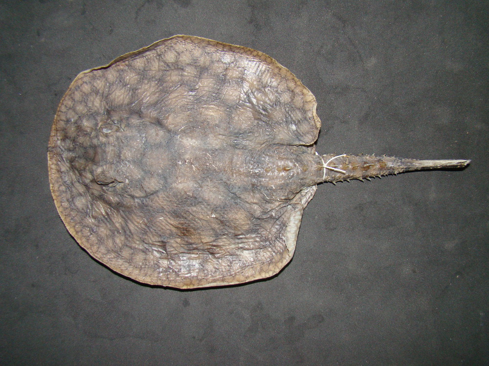 Potamotrygon humerosa | Shark-References