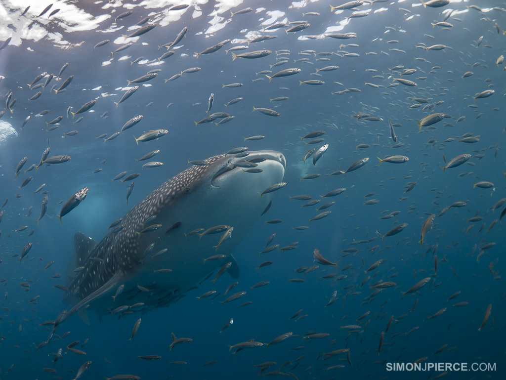 Rhincodon typus | Shark-References