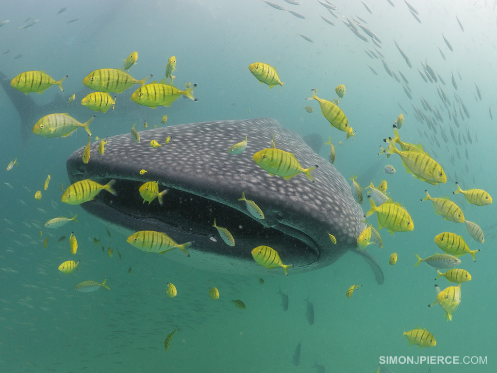 Rhincodon typus | Shark-References