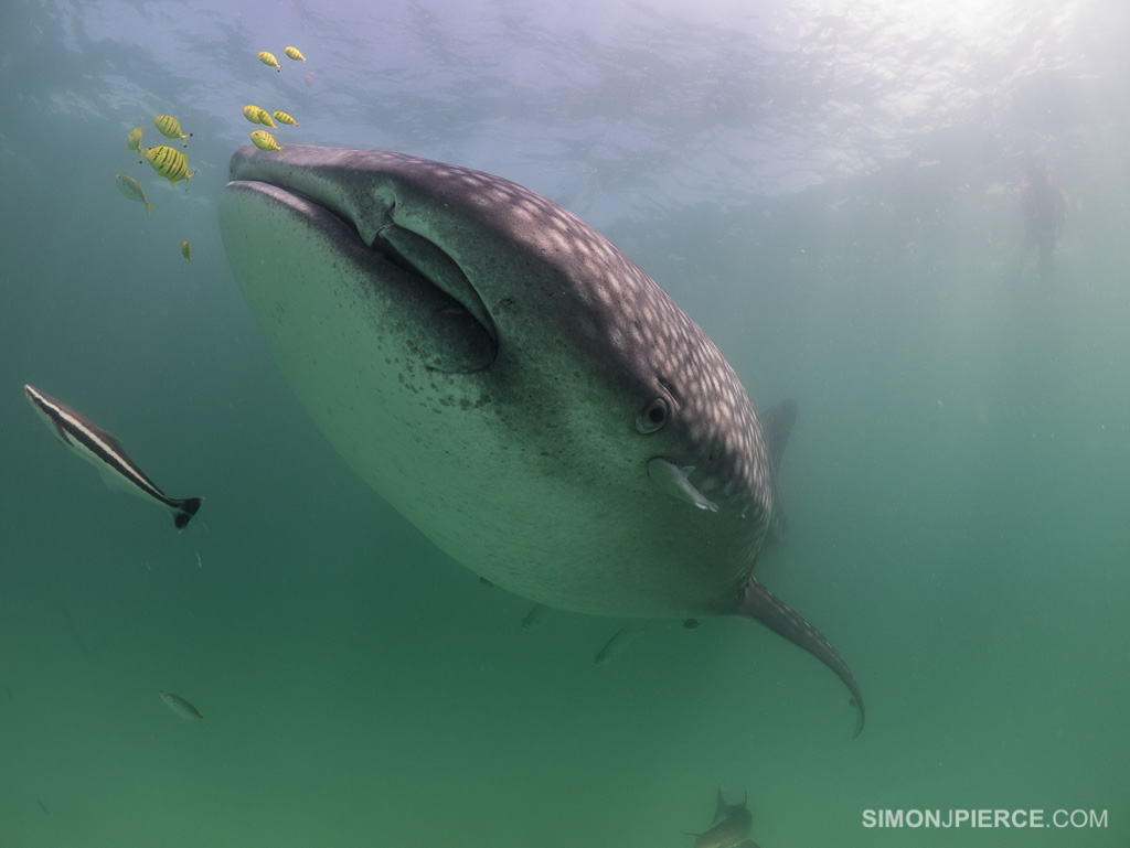 Rhincodon typus | Shark-References