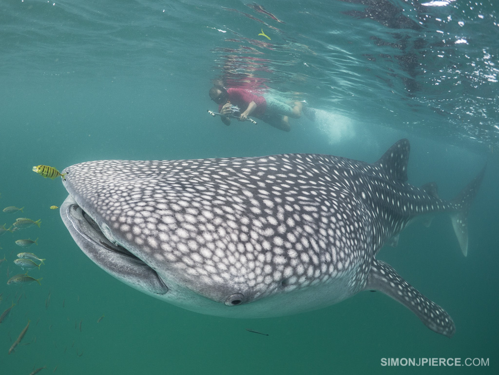 Rhincodon typus | Shark-References