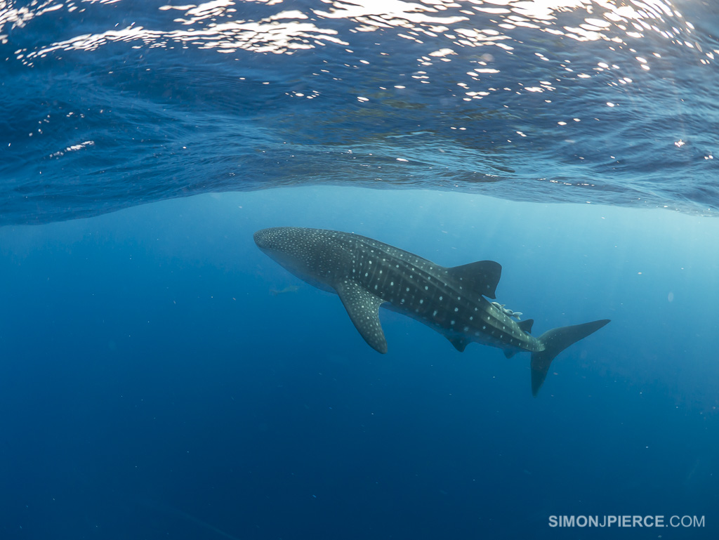 Rhincodon typus | Shark-References