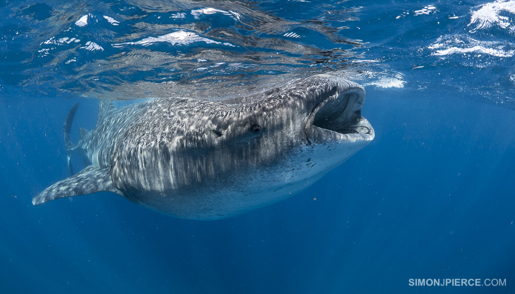 Rhincodon typus | Shark-References
