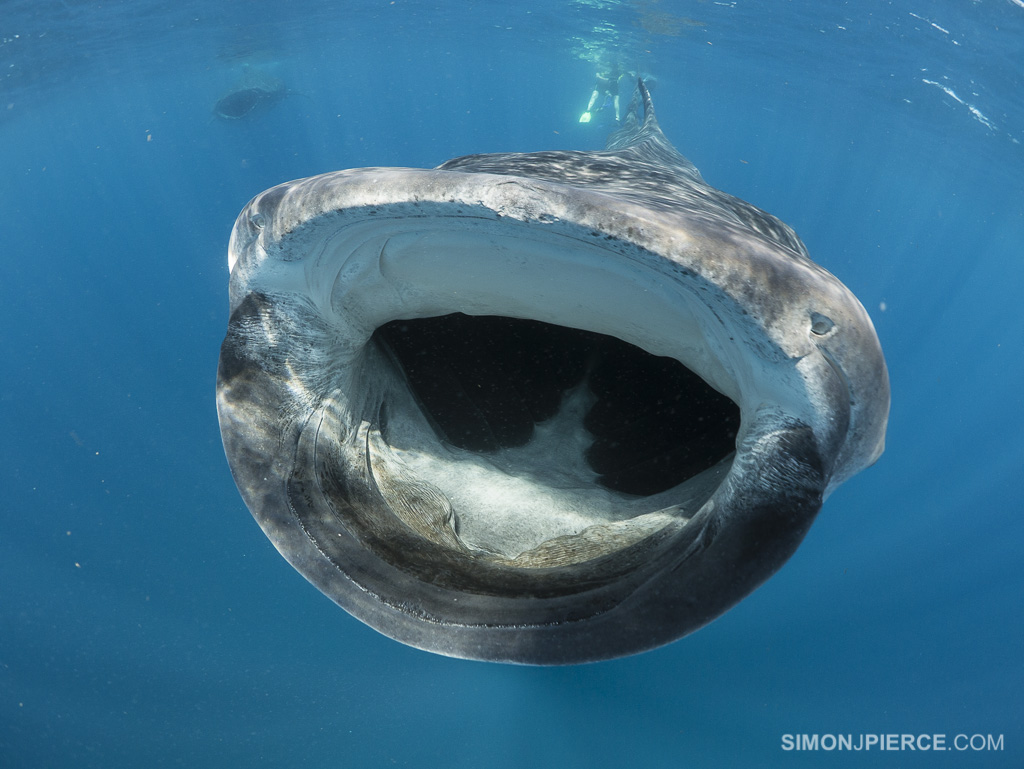 Rhincodon typus | Shark-References