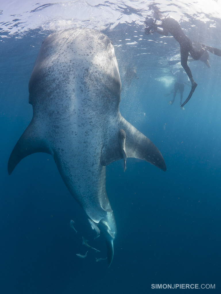 Rhincodon typus | Shark-References