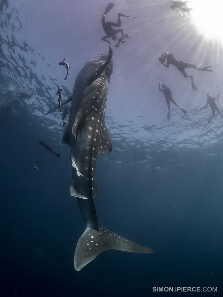 Rhincodon typus | Shark-References