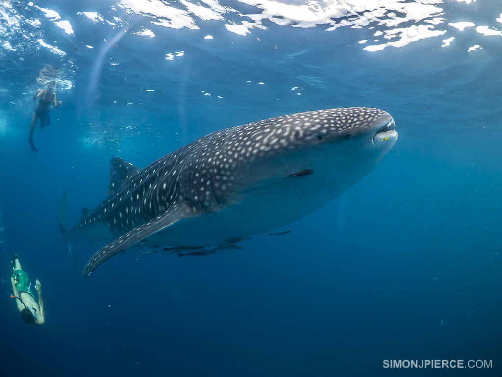 Rhincodon typus | Shark-References