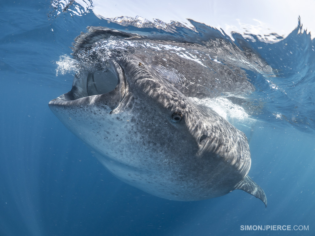 Rhincodon typus | Shark-References