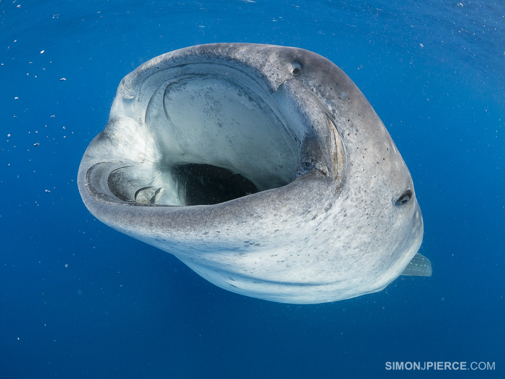 Rhincodon typus | Shark-References