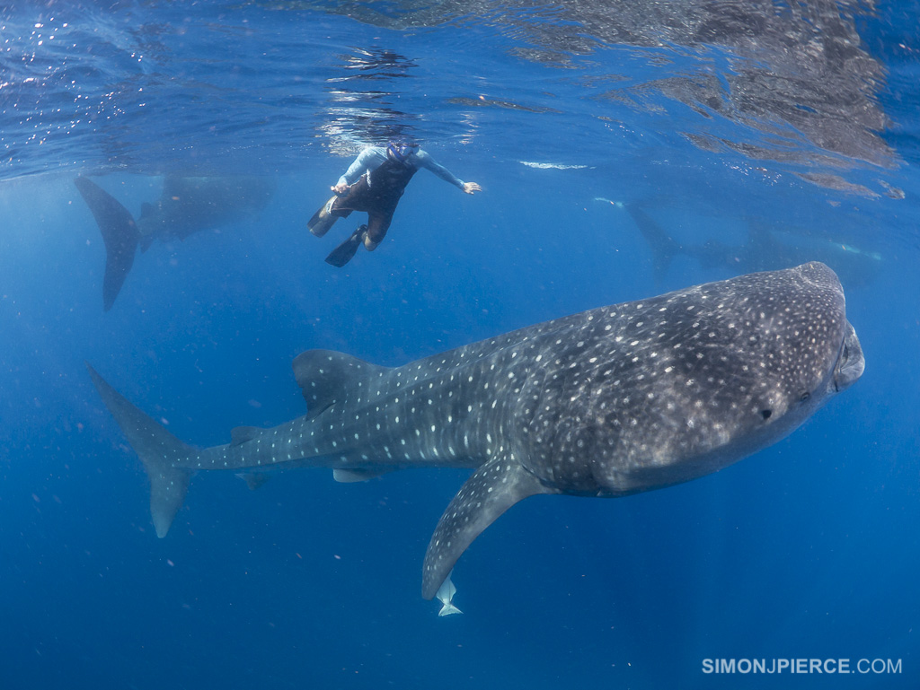 Rhincodon typus | Shark-References