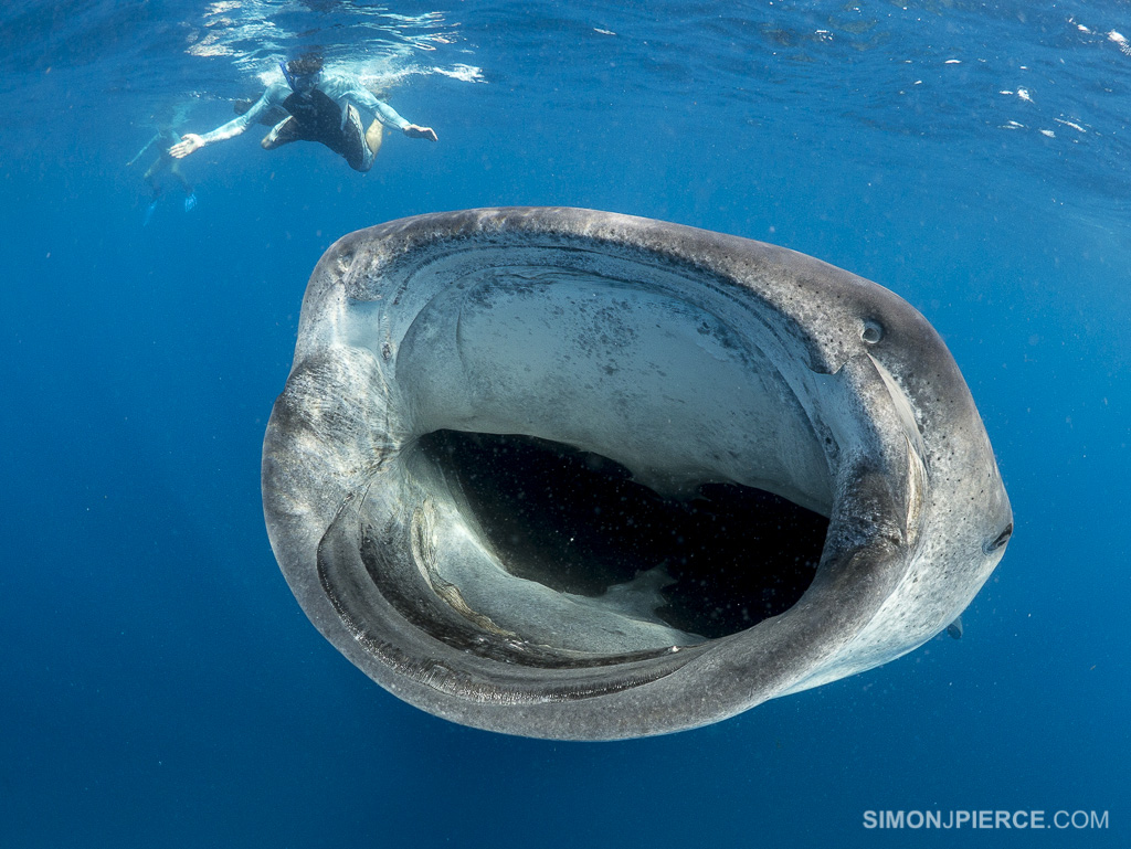 Rhincodon typus | Shark-References