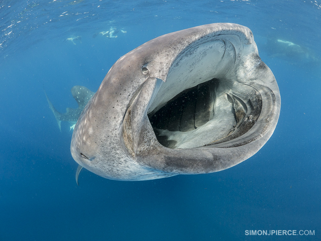 Rhincodon typus | Shark-References