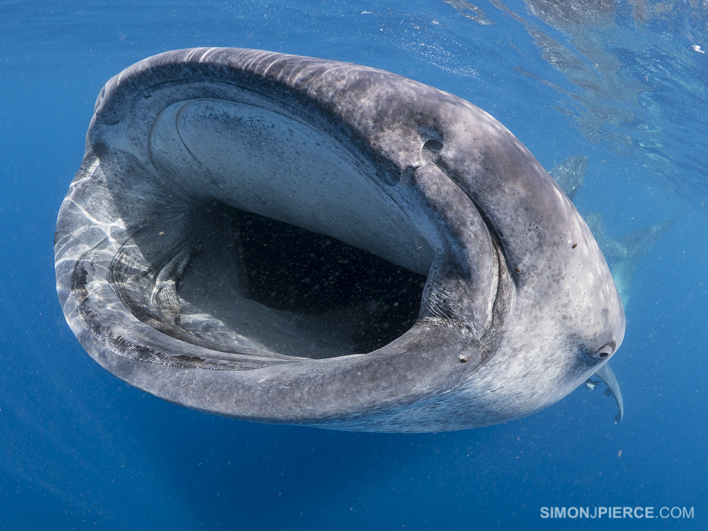 Rhincodon typus | Shark-References