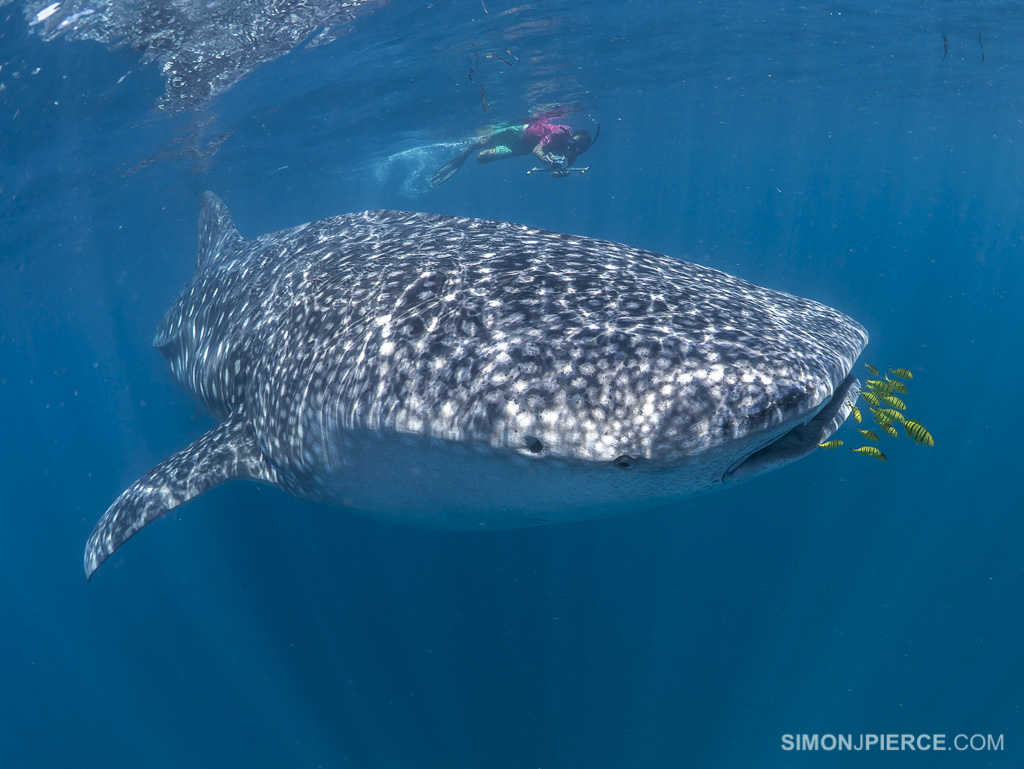 Rhincodon typus | Shark-References