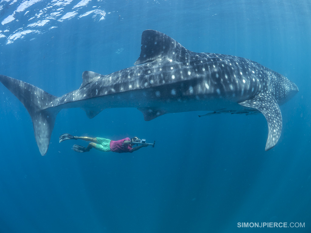 Rhincodon typus | Shark-References