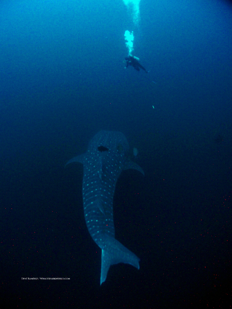 Rhincodon typus | Shark-References